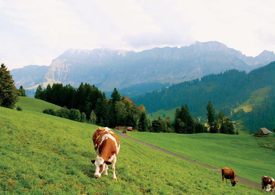 Agritourism in Switzerland: Reviving Family Farms Through Rural Tourism ...